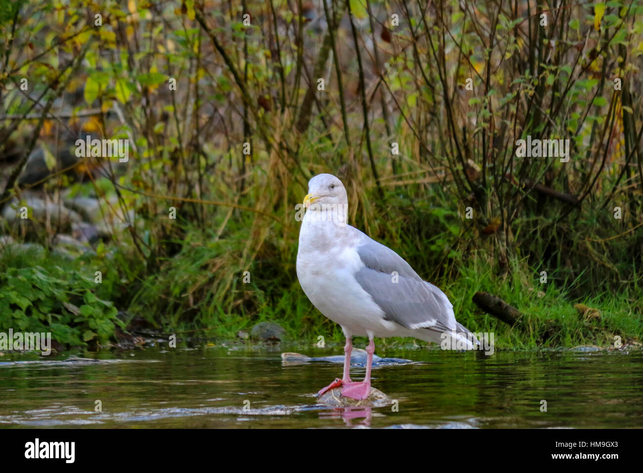 Seagull waiting at salmon run in shallows,Mission BC Stock Photo - Alamy