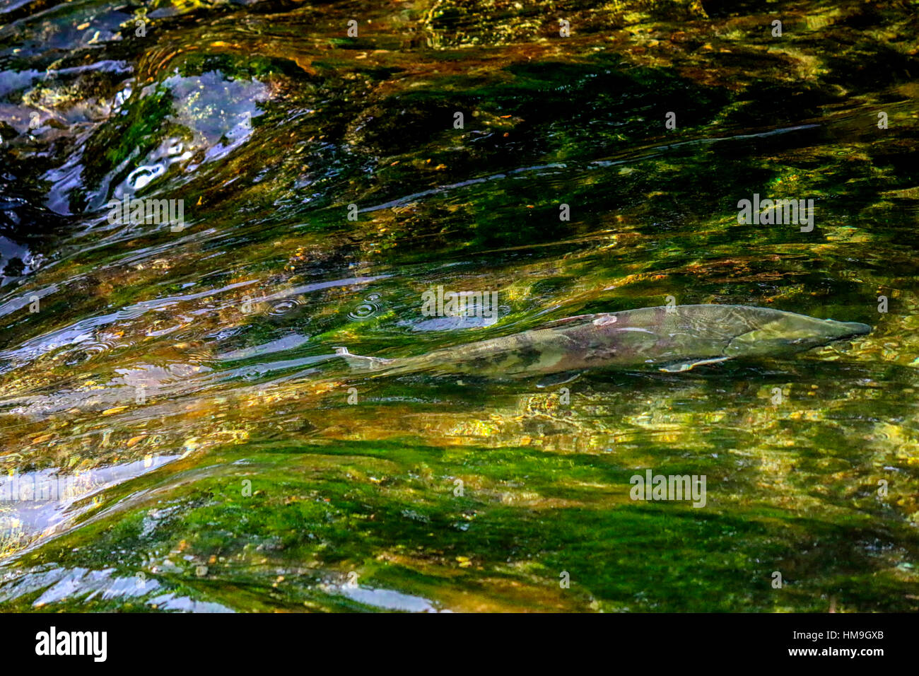 Wildlife in Vancouver BC - Pacific salmon fast swimming in the river ...
