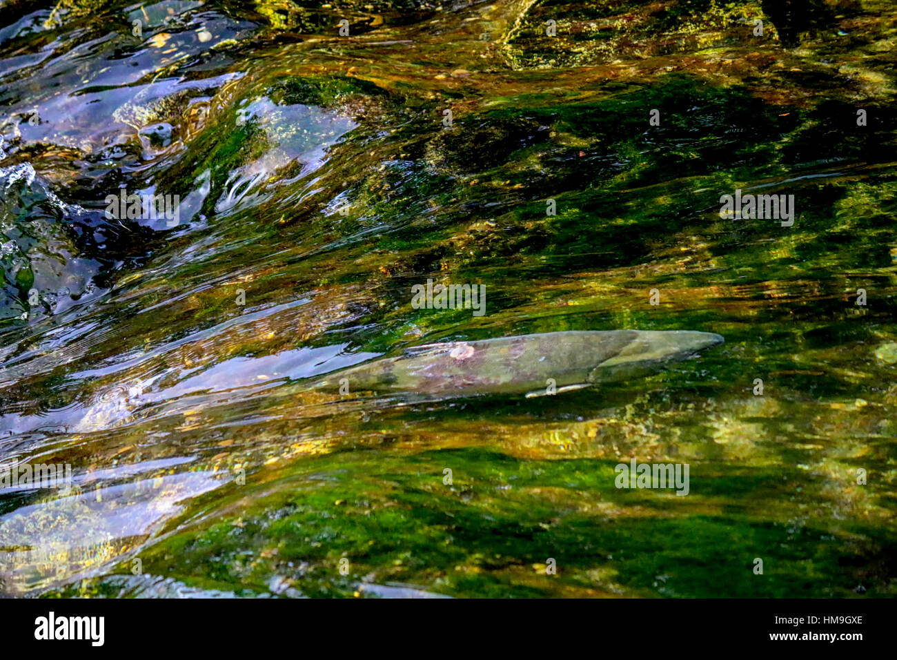 Wildlife in Vancouver BC - Pacific salmon fast swimming in the river ...