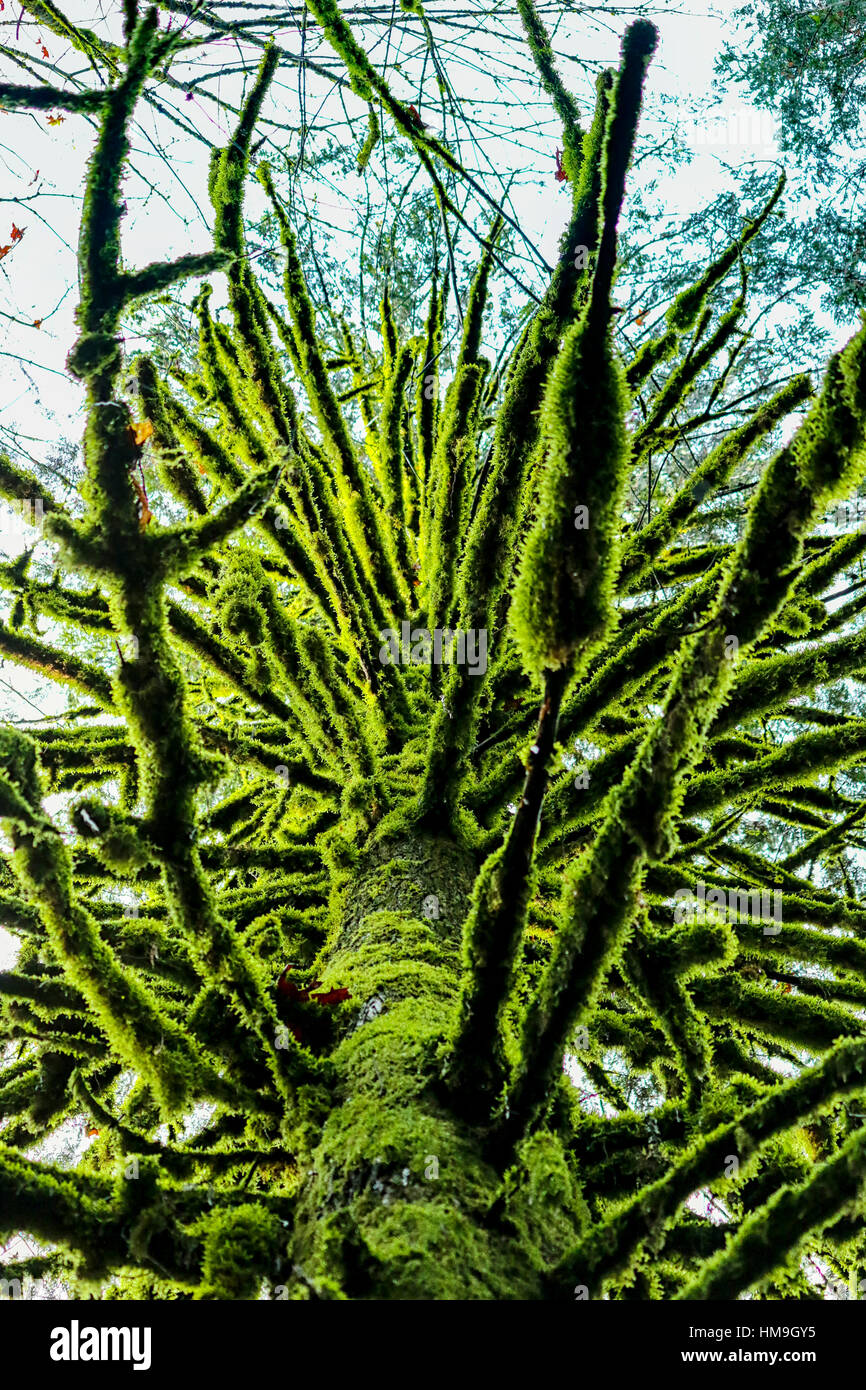 Ancient Forest in Vancouver - moss covered whole big tree in forest ...