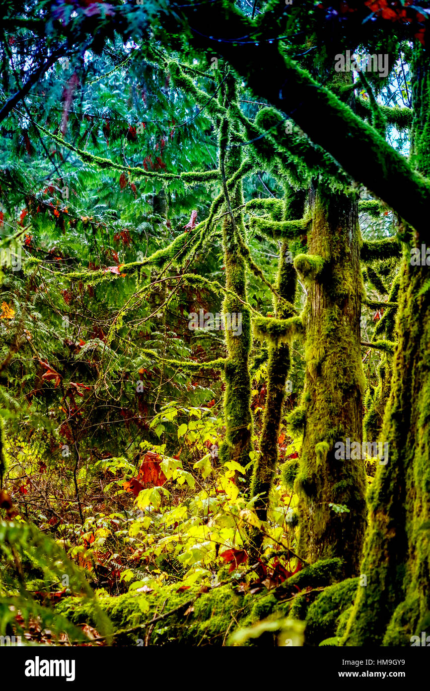 Ancient Forest in Vancouver - Beautiful rain forest in the fall Stock ...