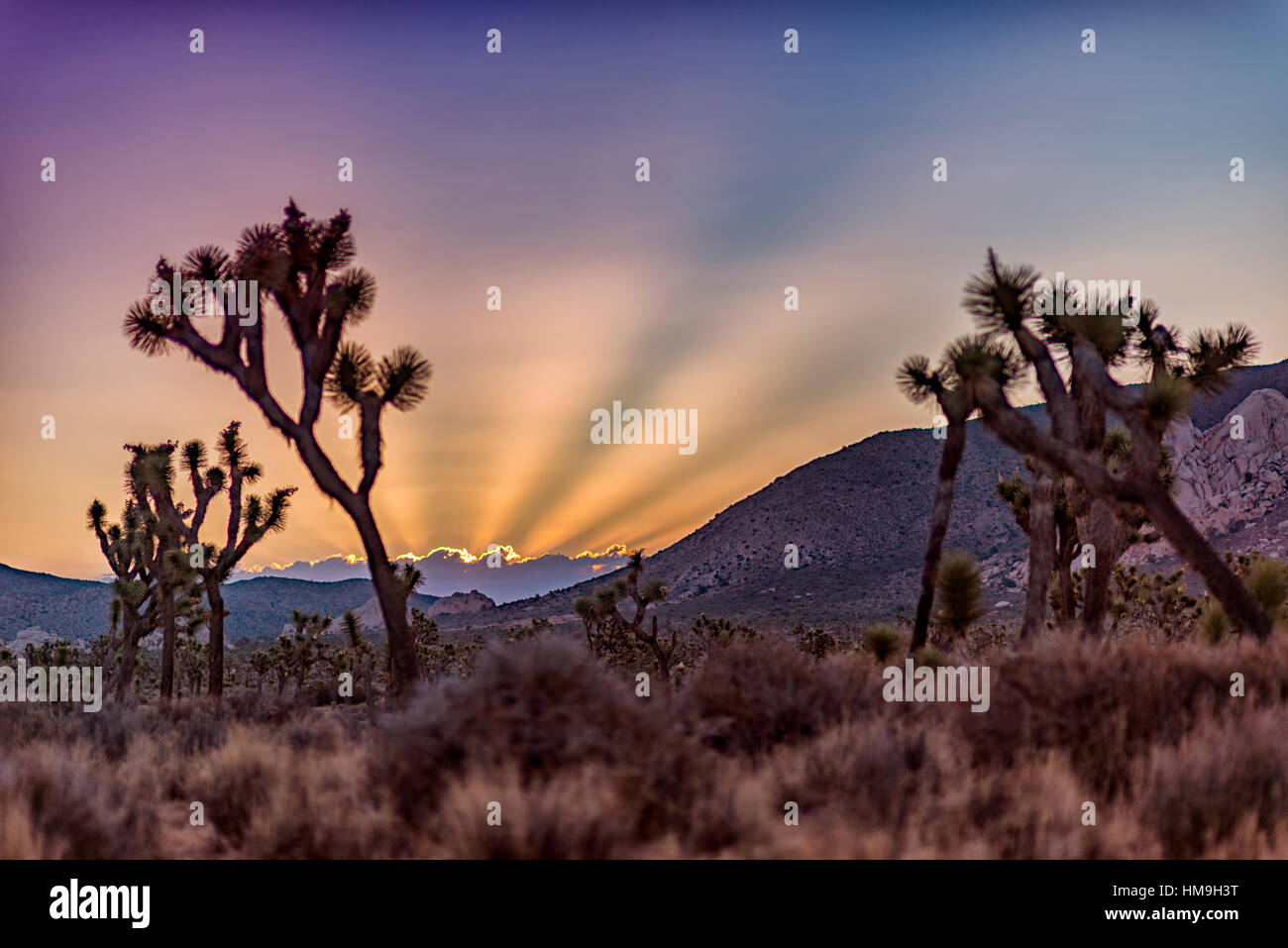 Joshua pine trees hi-res stock photography and images - Alamy