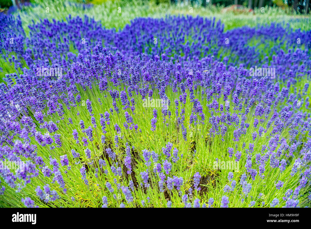 Beautiful Lavender field - Munstead Lavender Stock Photo - Alamy