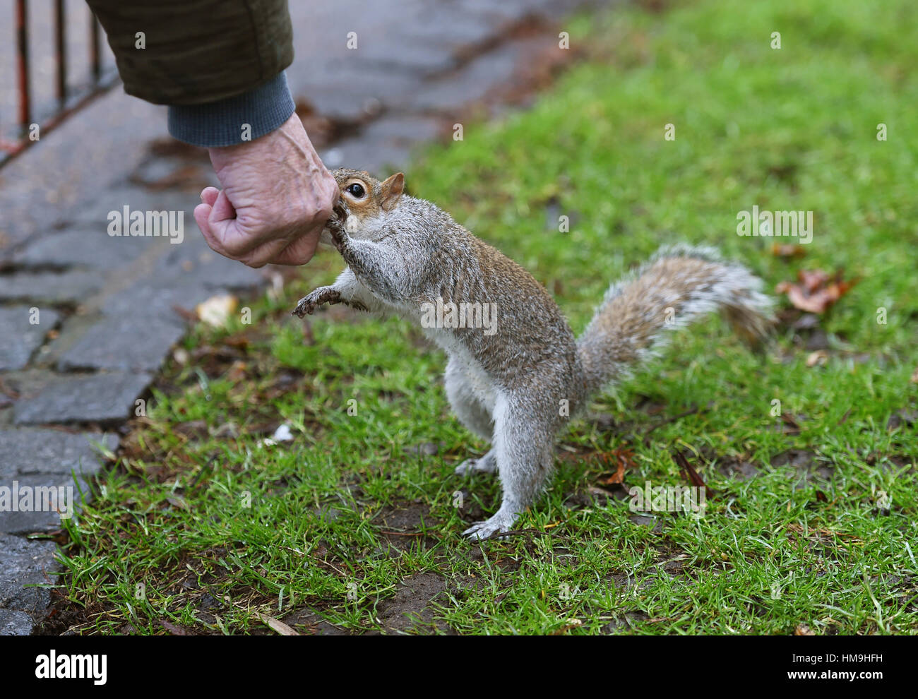 A general view of a man feeding a squirrel in St James's Park, London ...