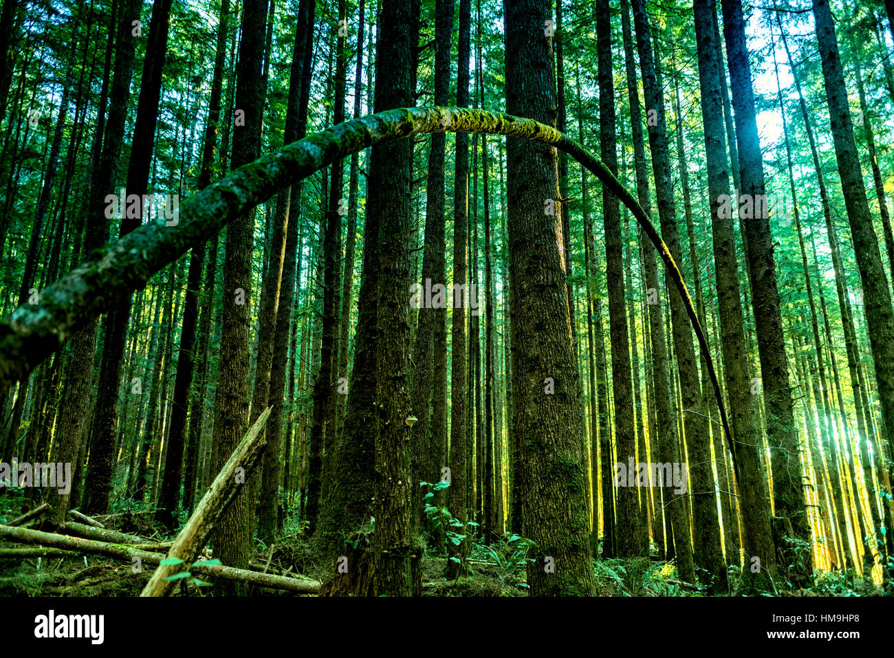 Nature Made Big wooden bow in forest 1, China beach Vancouver Island ...
