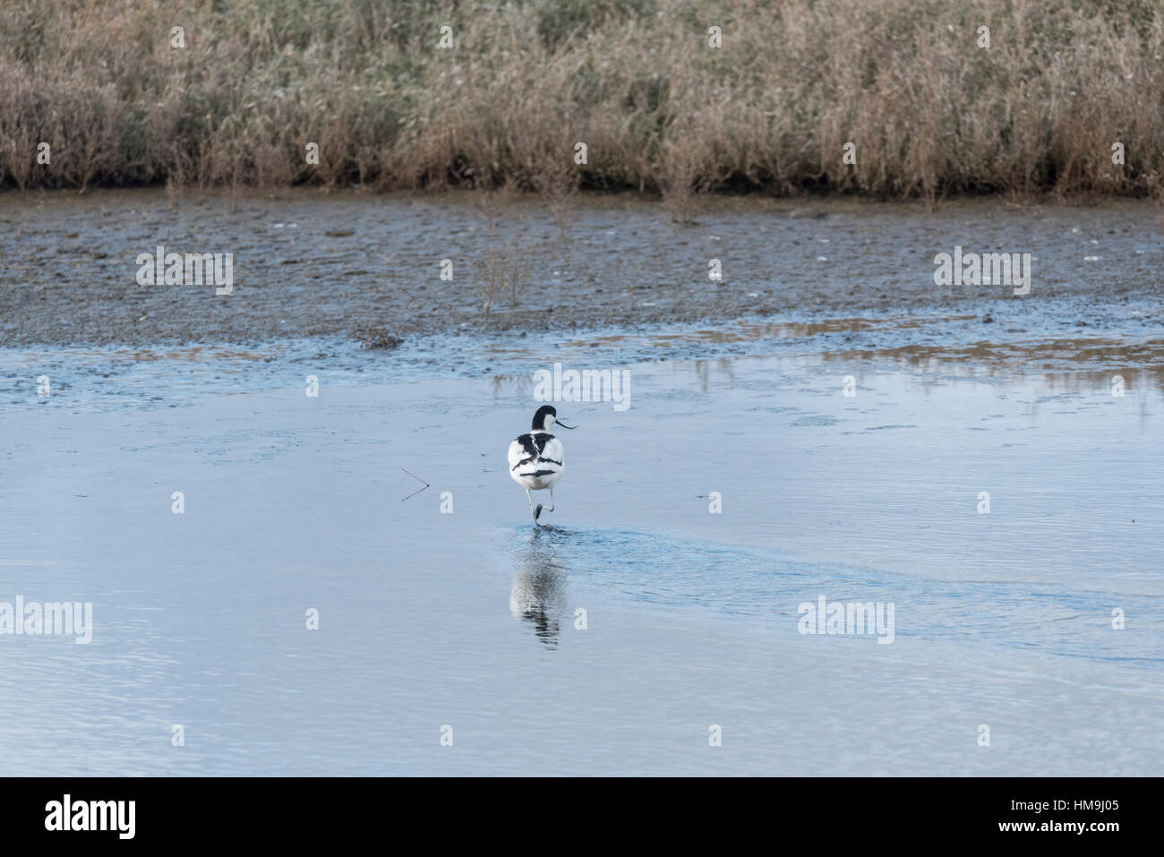 An Avocet (Recuvirostra avosetta) foraging Stock Photo - Alamy