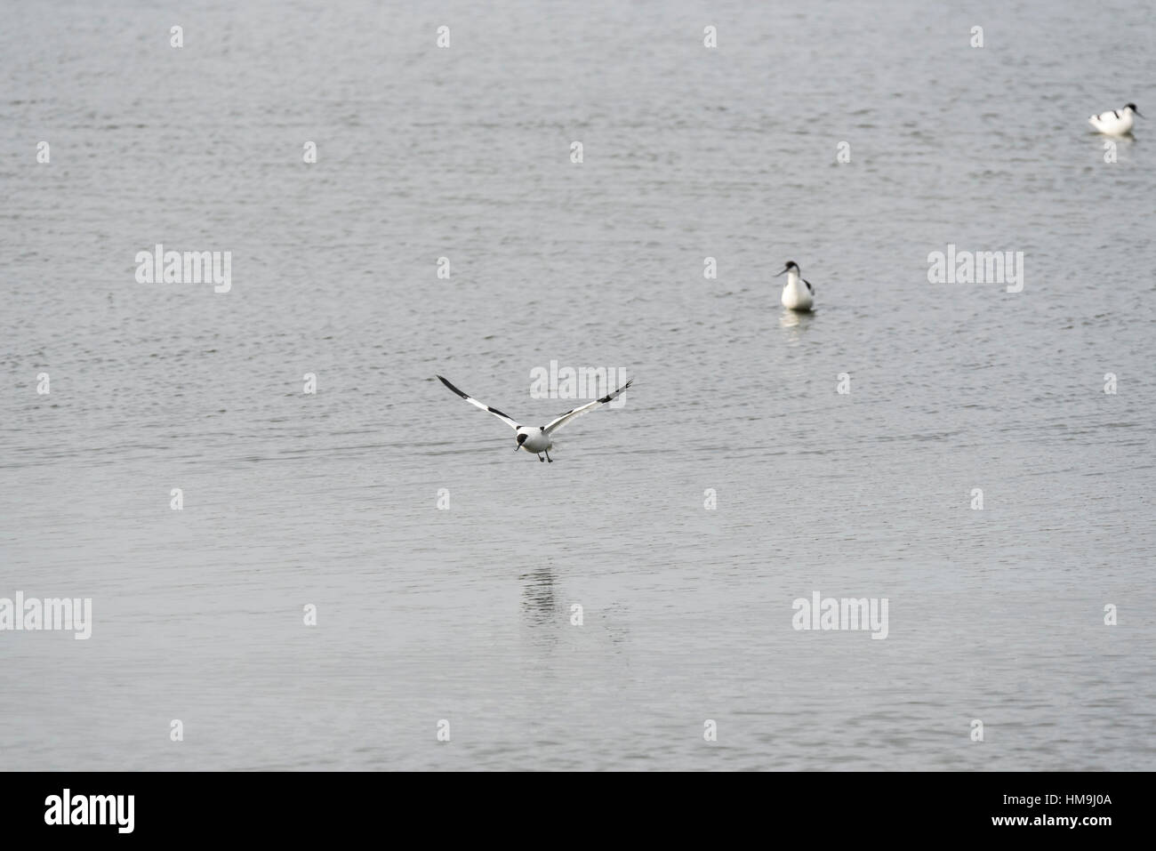 Avocet uk flying hi-res stock photography and images - Alamy
