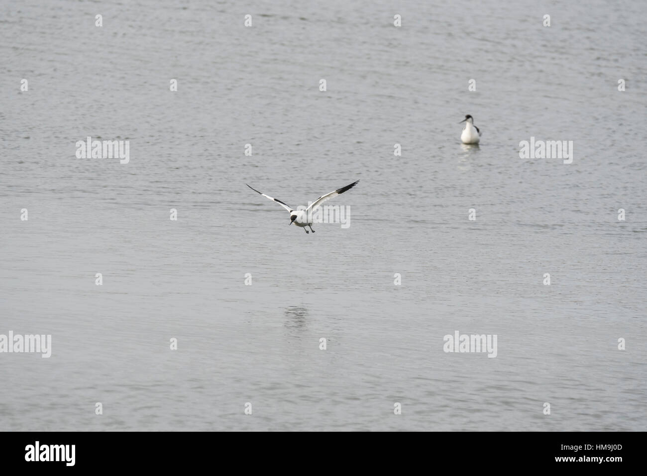 An Avocet (Recuvirostra avosetta) flying over water Stock Photo - Alamy