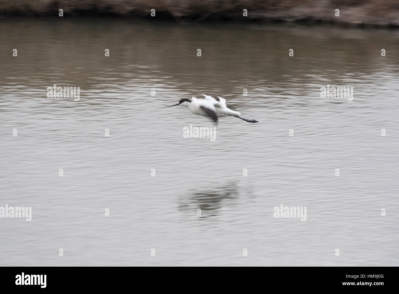 A flying Avocet (Recuvirostra avosetta) coming in to land Stock Photo ...