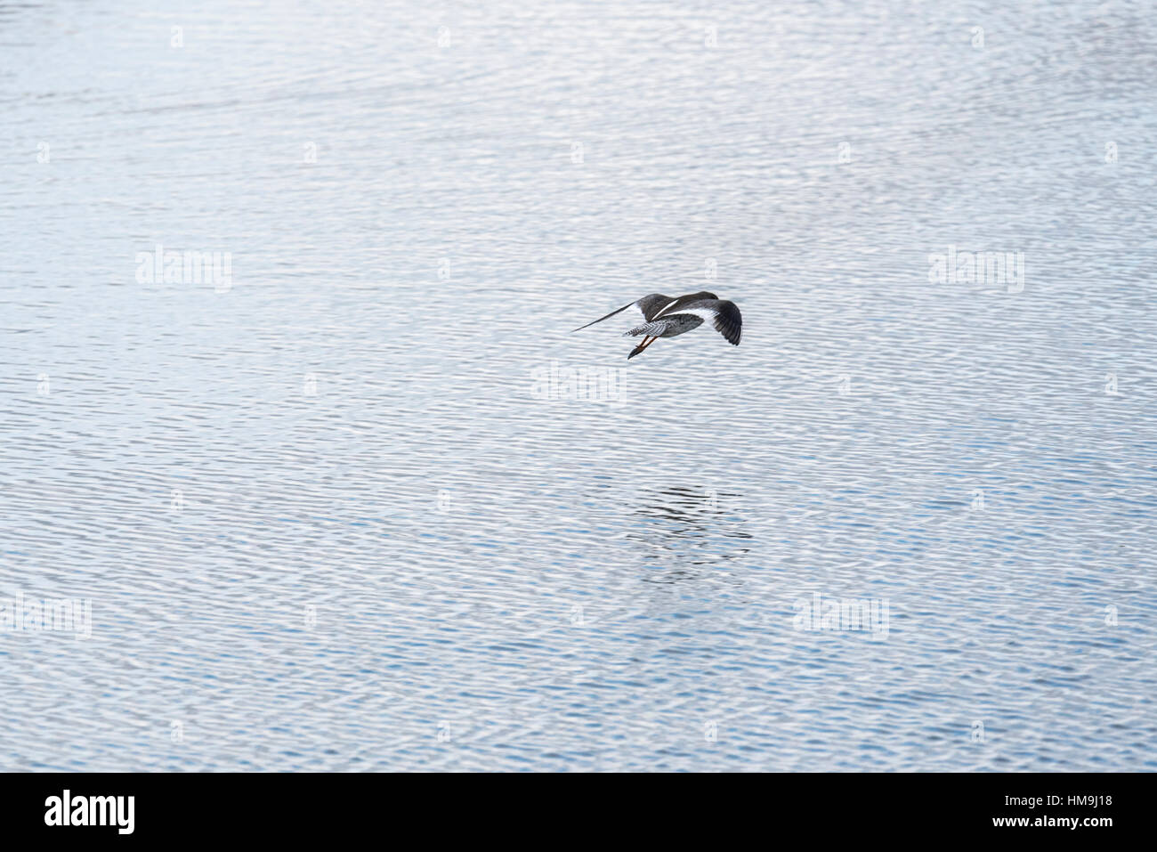 A Redshank (Tringa totanus) flying low over water Stock Photo - Alamy