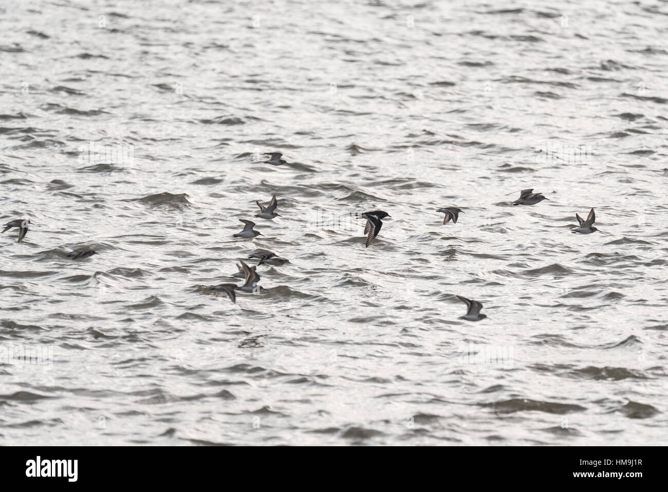 A mixed flock of birds flying low over the sea. The central bird is a ...