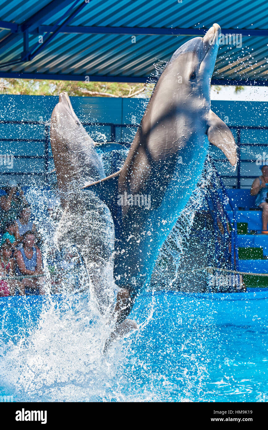 Dolphins jumping out of the water on the circus show Stock Photo - Alamy