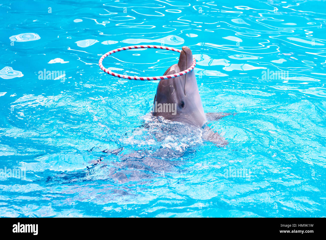 Dolphin with a hoop in the pool at the circus performance Stock Photo ...
