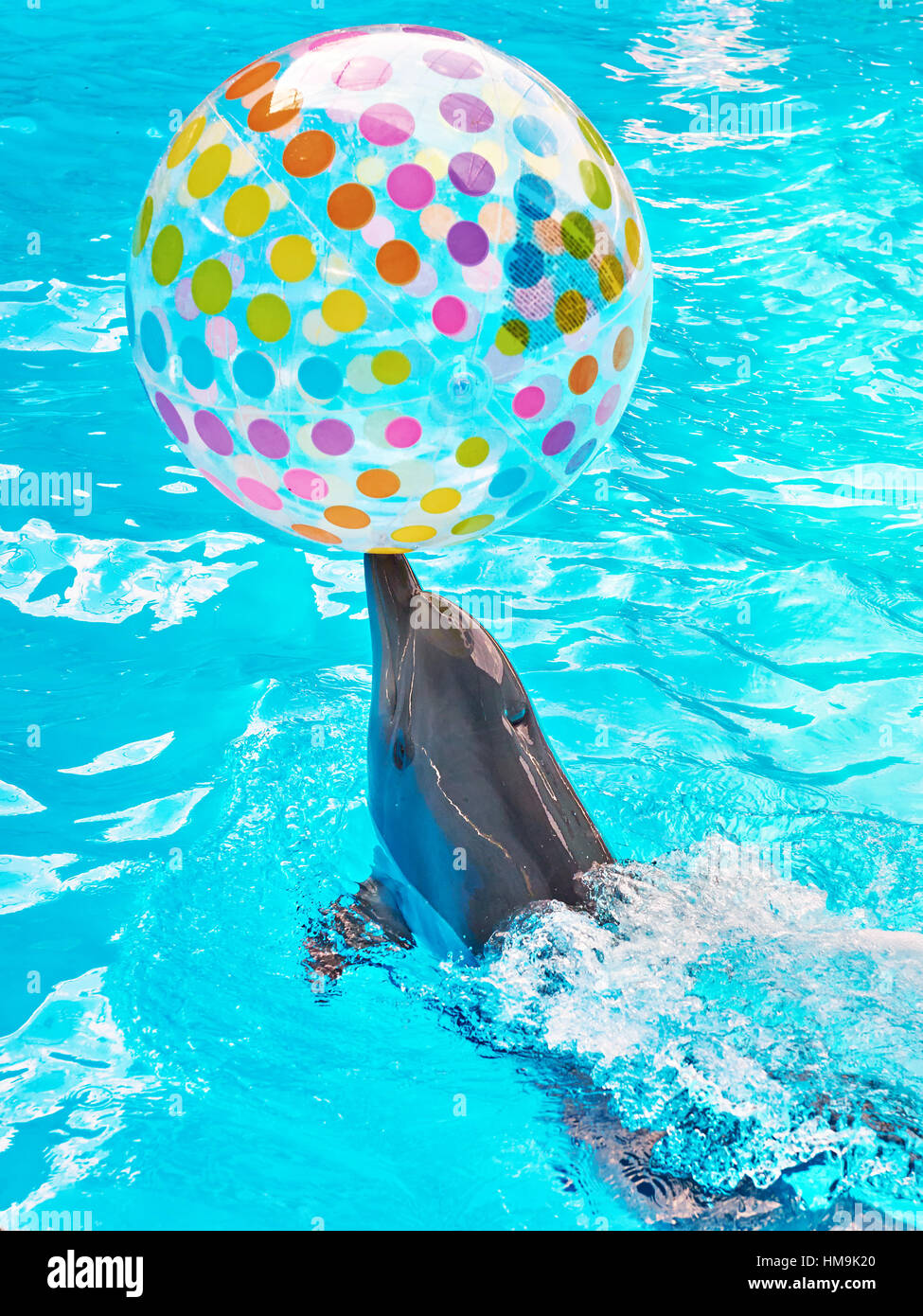 Dolphin with big multi-colored ball in the pool at the circus ...