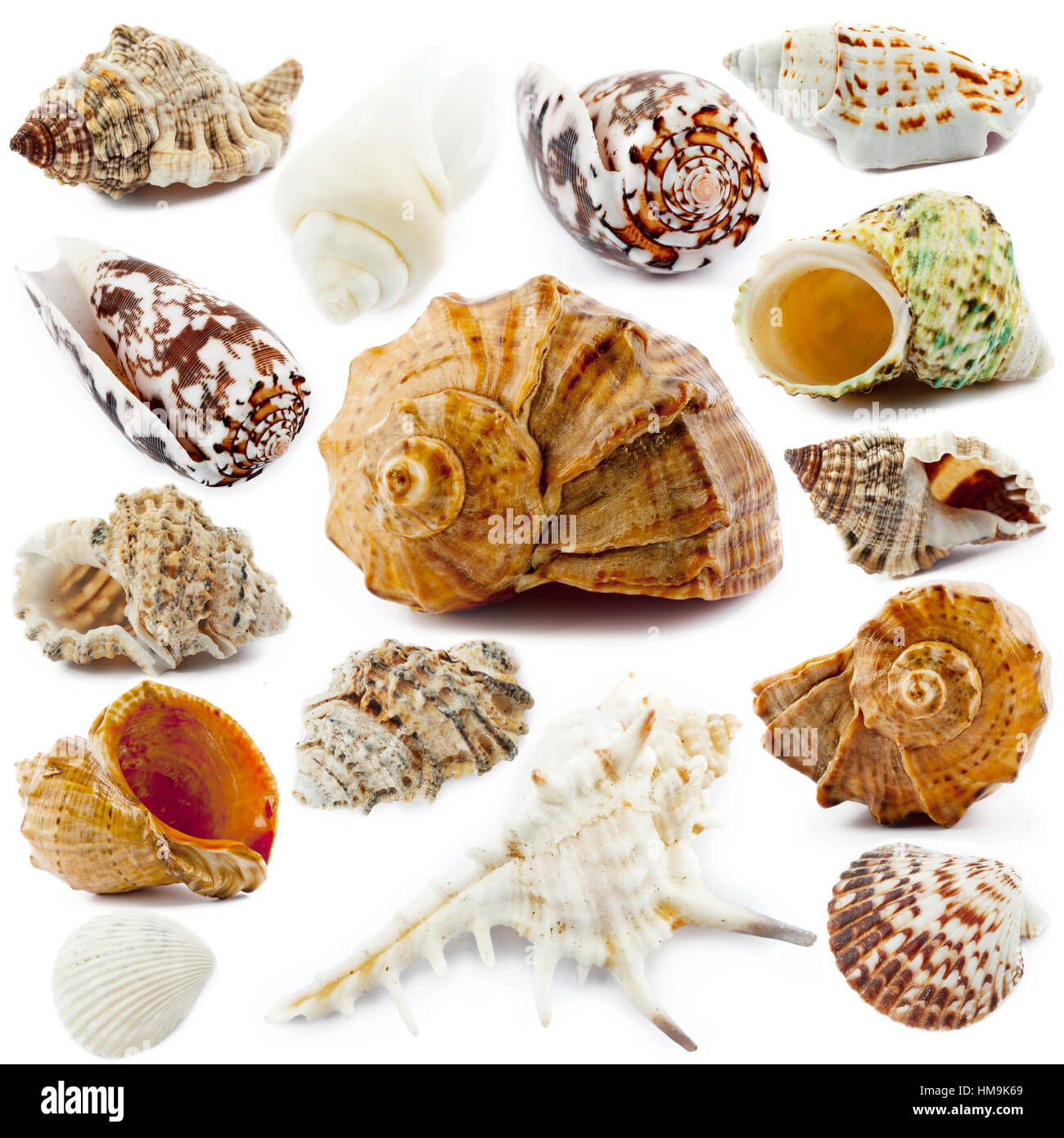 Scallop shell isolated over hi-res stock photography and images - Alamy