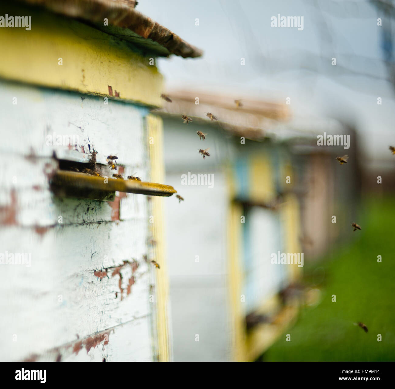 Bees fly around the hive Stock Photo - Alamy