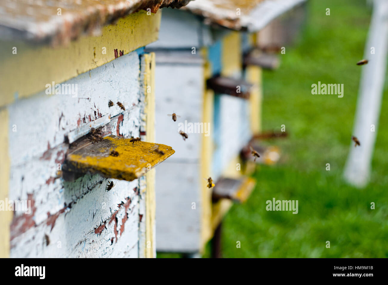 Bees fly around hive hi-res stock photography and images - Alamy