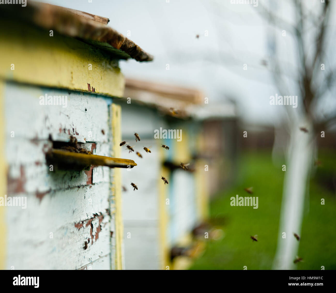 Bees fly around the hive Stock Photo - Alamy