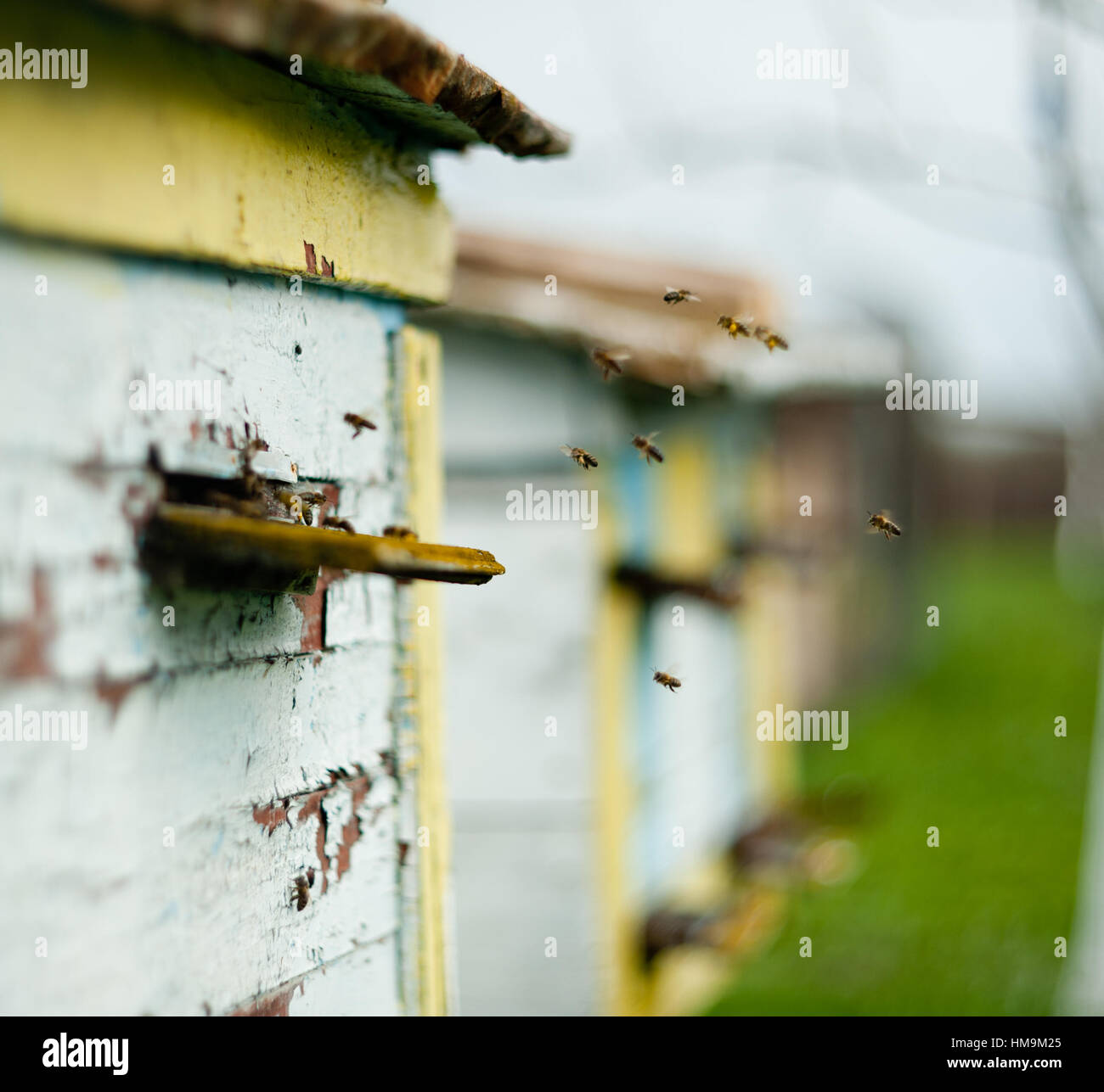 Bees fly around the hive Stock Photo - Alamy