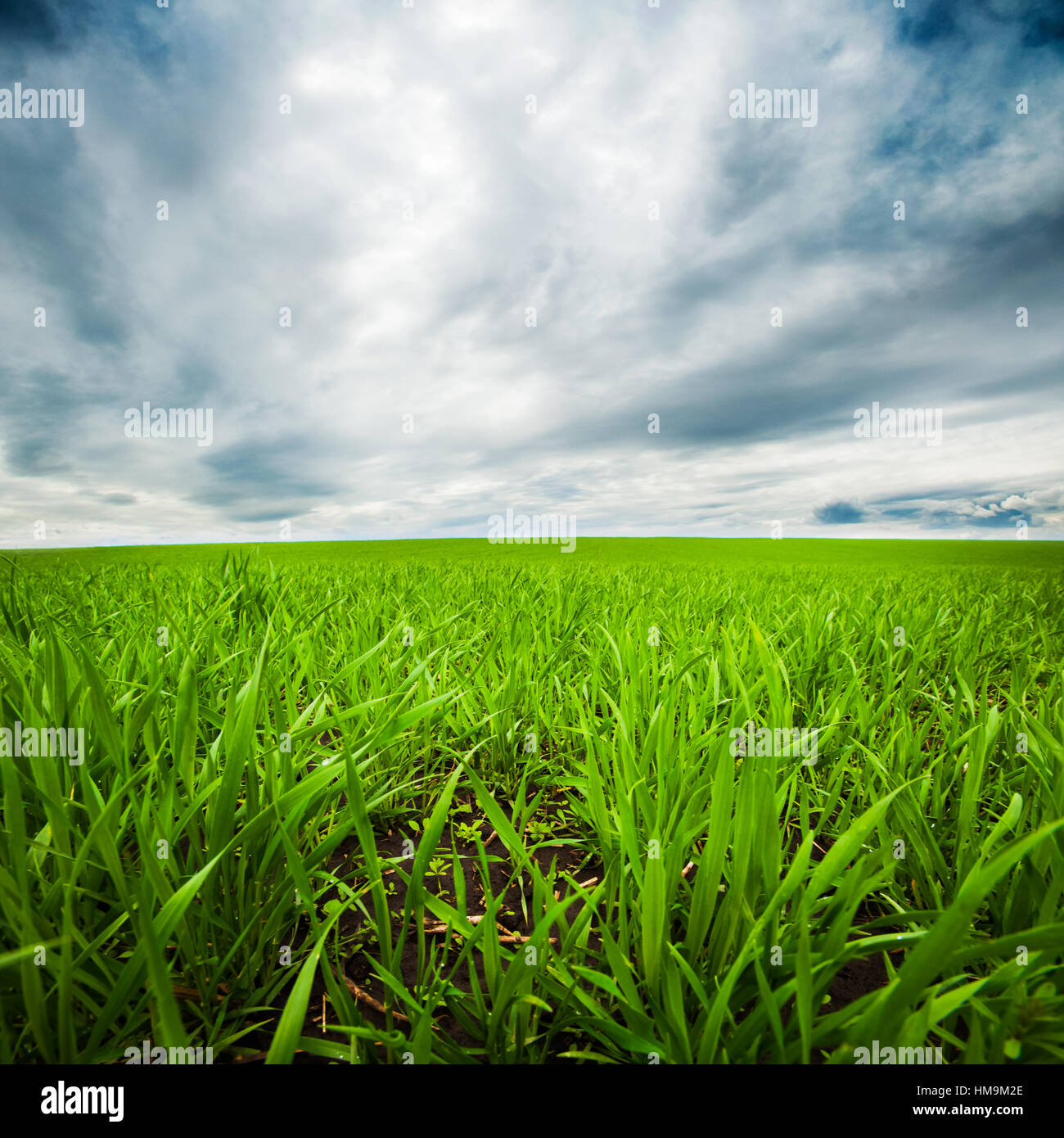 dramatic sky over green field Stock Photo - Alamy