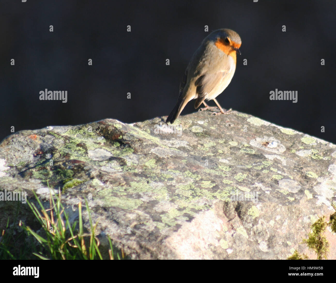 Coy bird hi-res stock photography and images - Alamy
