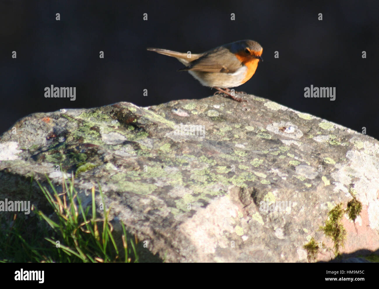 Robin on a Rock Stock Photo - Alamy