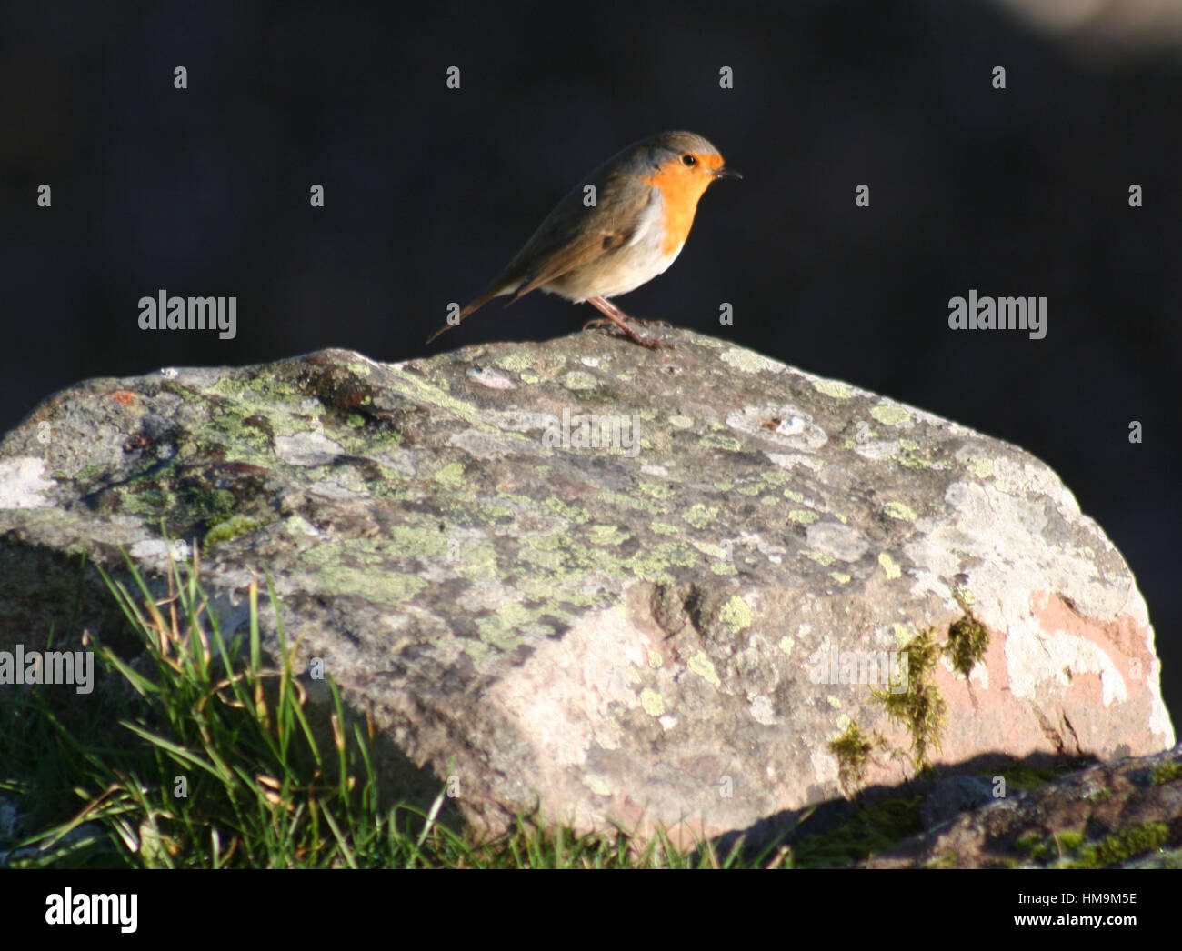 Robin on a Rock Stock Photo - Alamy