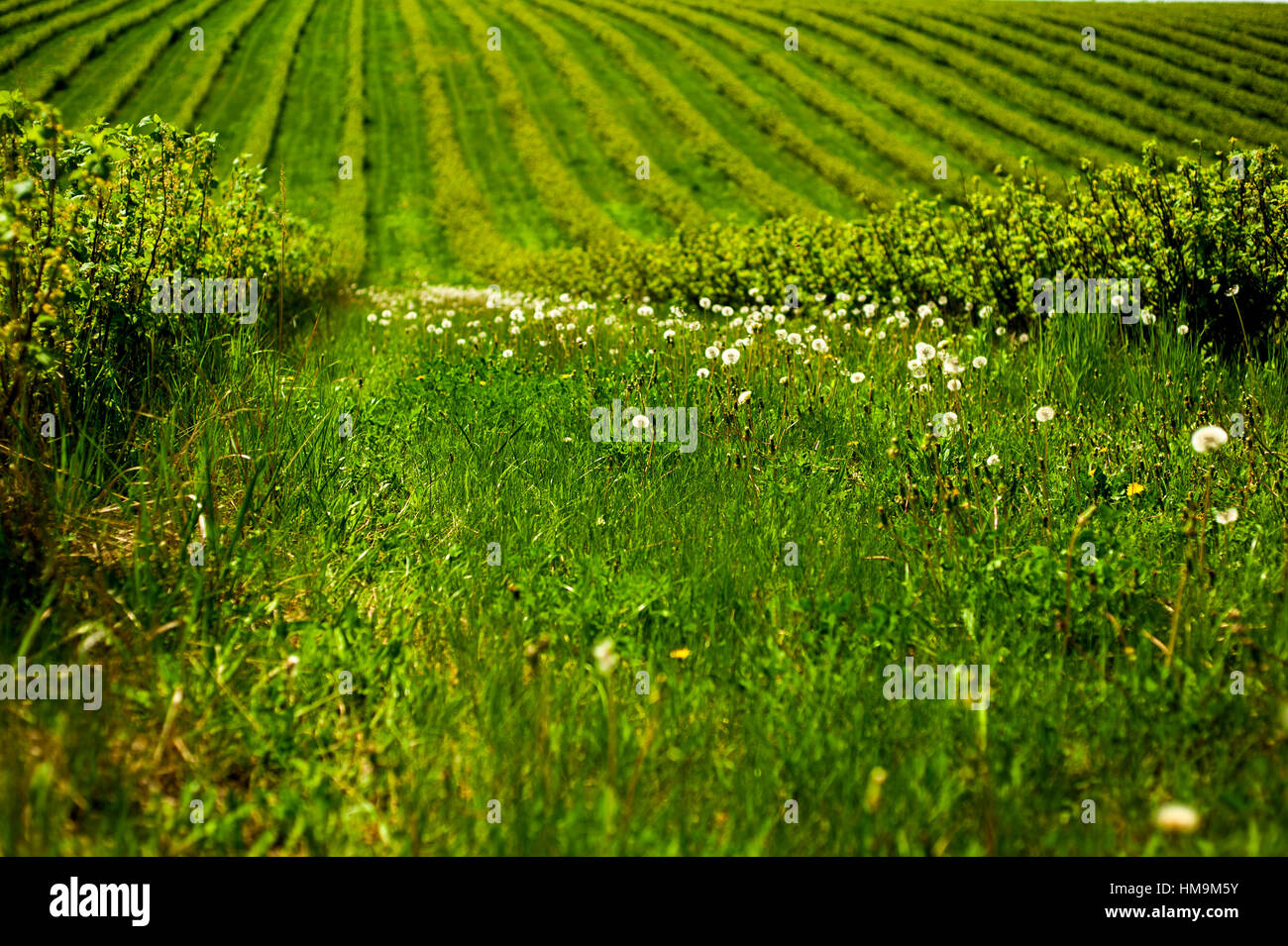green field with bushes Stock Photo - Alamy