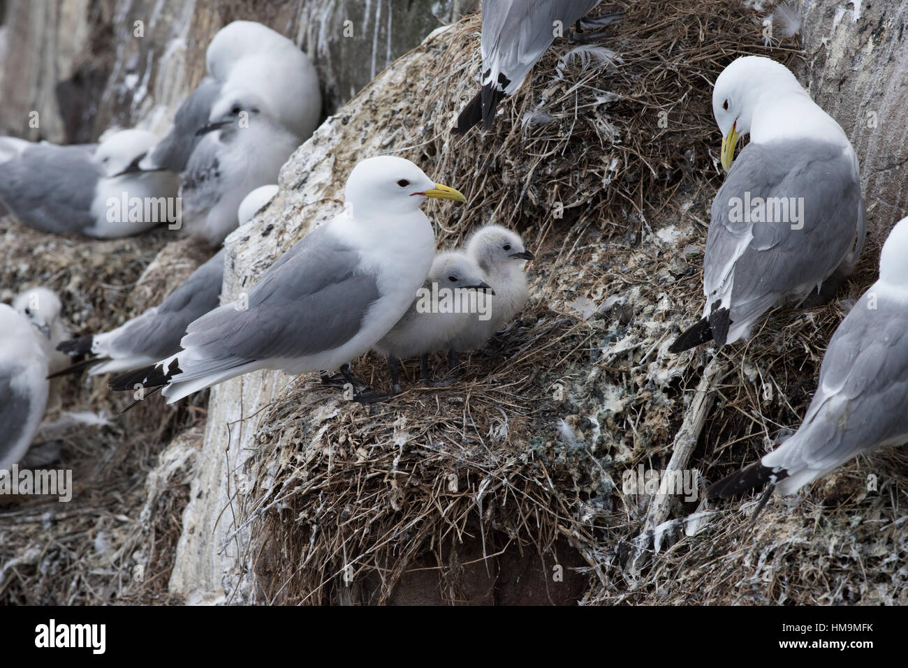 Nesting birds island hi-res stock photography and images - Alamy