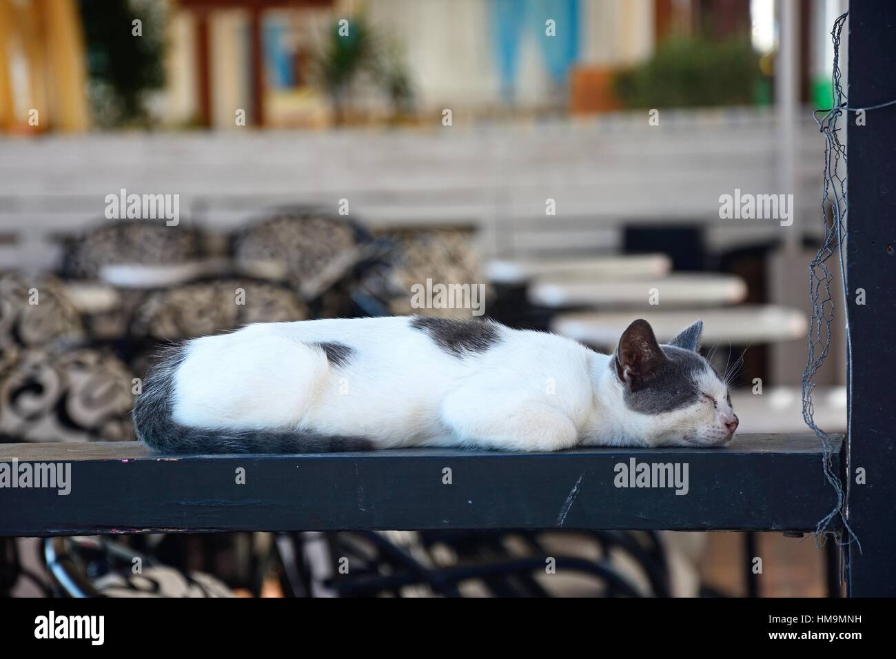 Grey and white Cretan cat sleeping on a wooden beam at a harbourside ...
