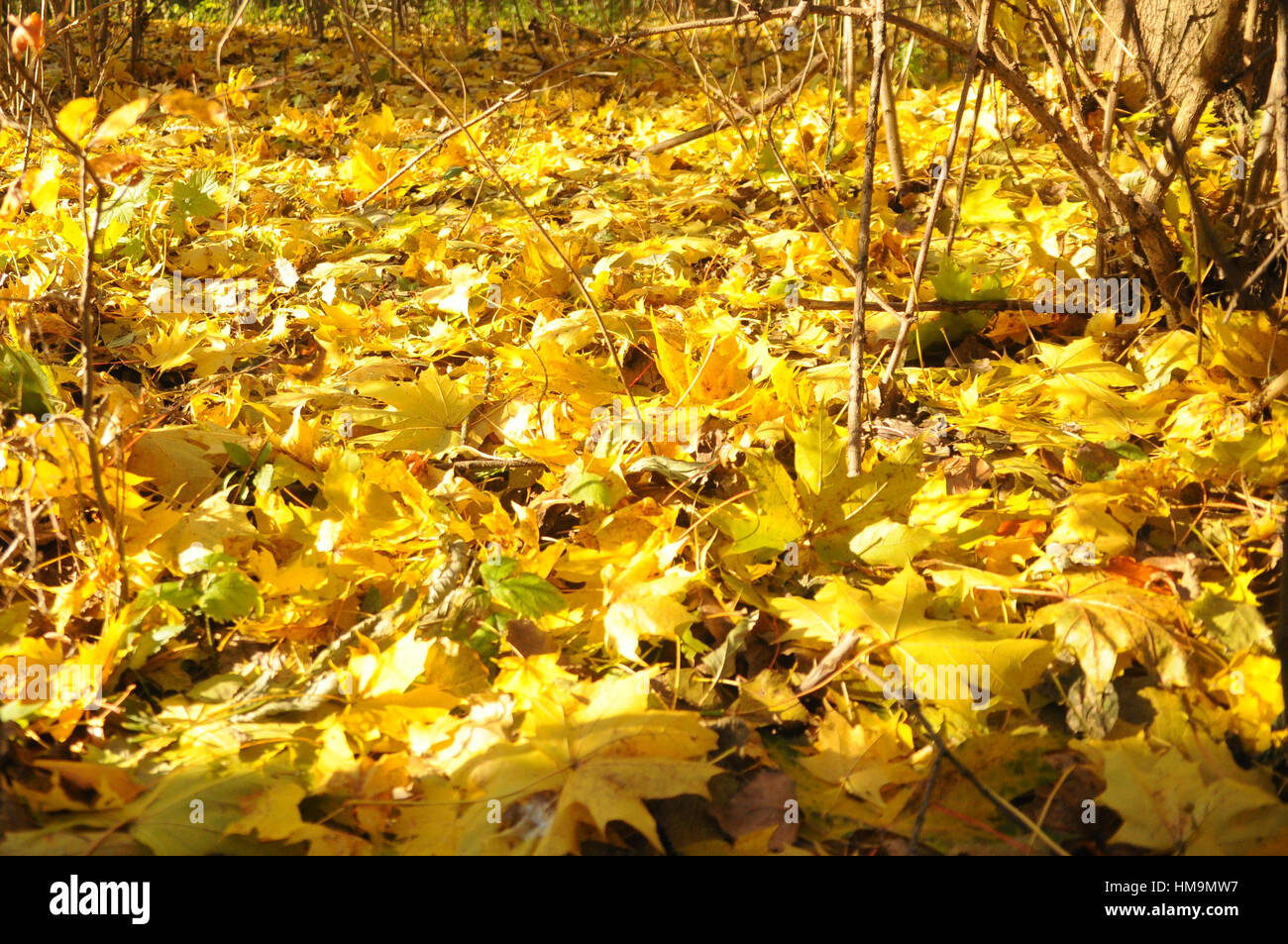 Yellow autumn forest Stock Photo - Alamy