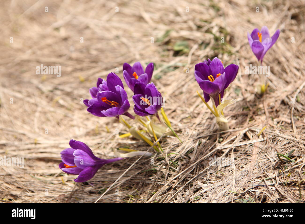 Blooming crocus in Carpathian mountains Stock Photo - Alamy
