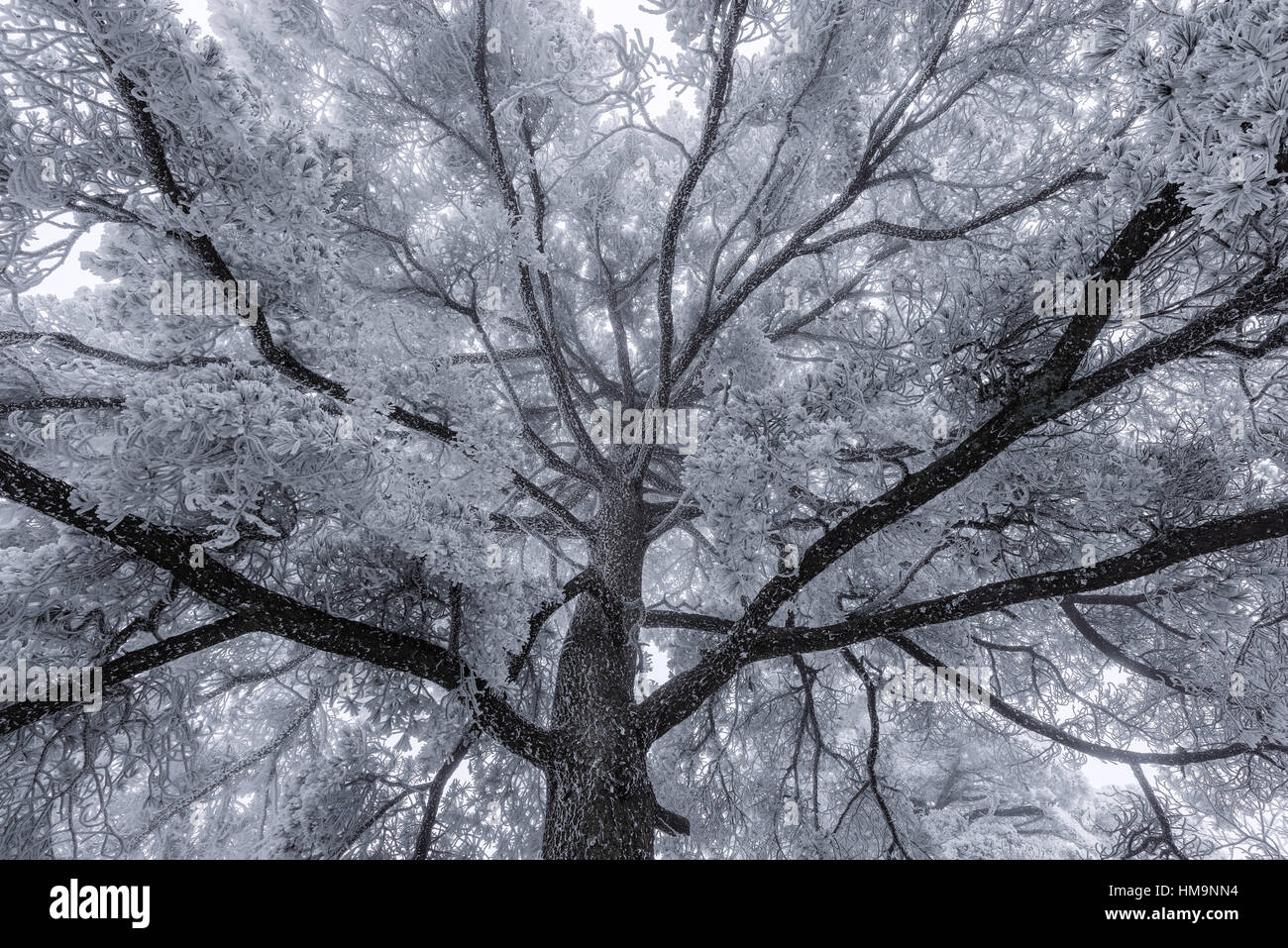 Winter crown of the pine tree in Huangshan National park. China Stock ...