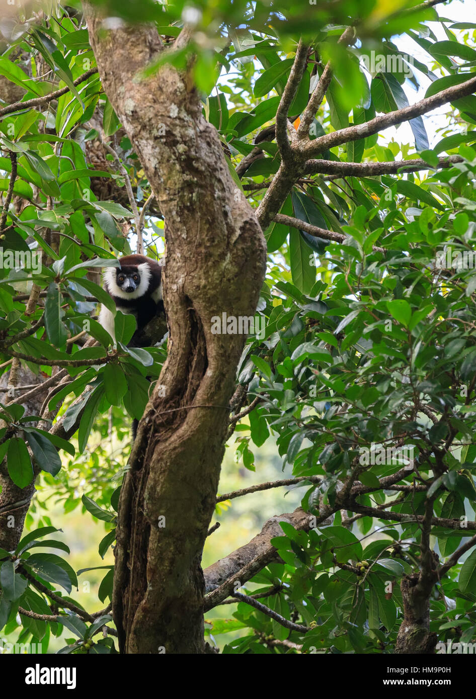 Black-and-white ruffed lemur (Varecia variegata subcincta) in natural ...