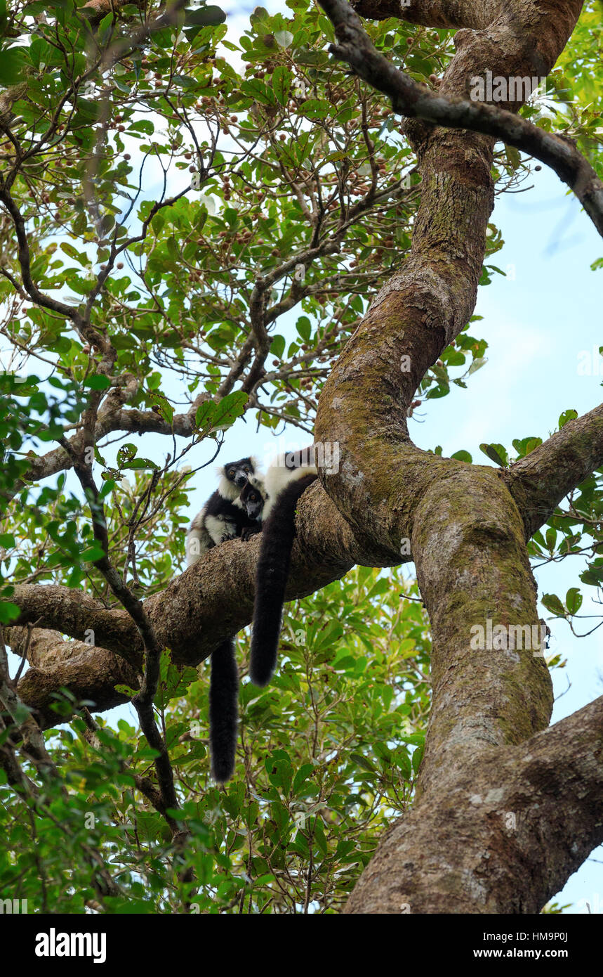 Black-and-white ruffed lemur (Varecia variegata subcincta) in natural ...