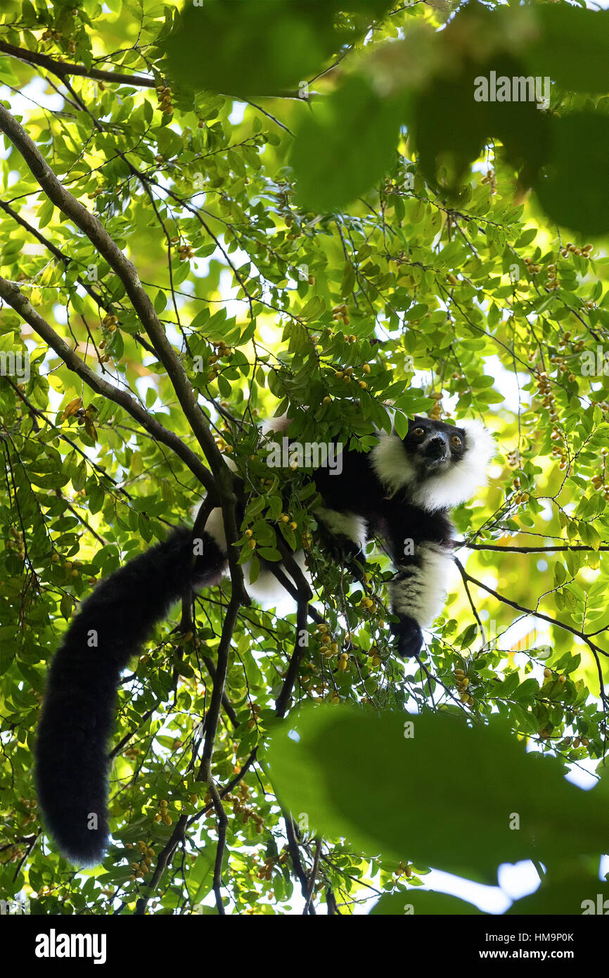 Black-and-white ruffed lemur (Varecia variegata subcincta) in natural ...