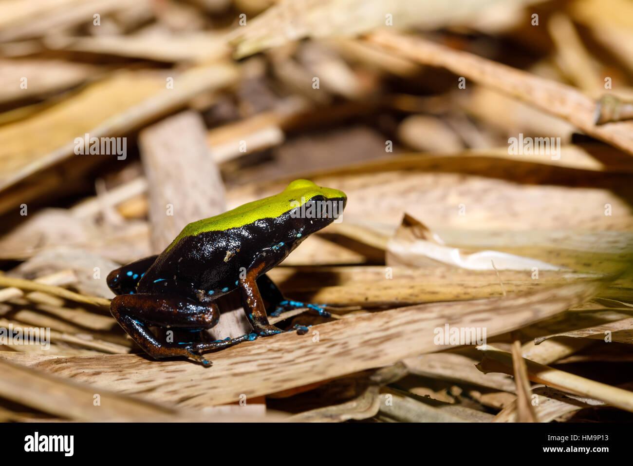 Beautifull endemic frog Climbing Mantella (Mantella laevigata), species ...