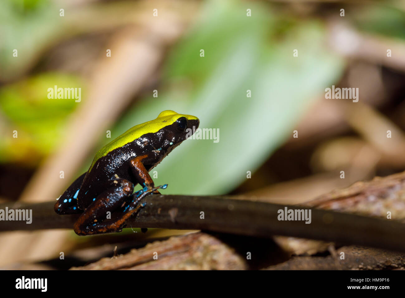 Beautifull endemic frog Climbing Mantella (Mantella laevigata), species ...