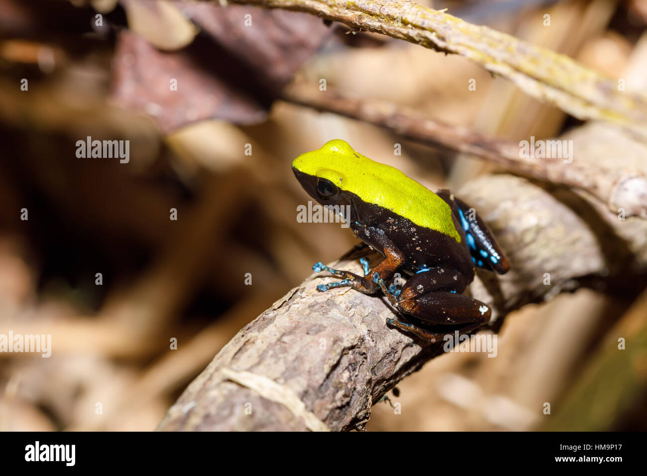 Beautifull endemic frog Climbing Mantella (Mantella laevigata), species ...