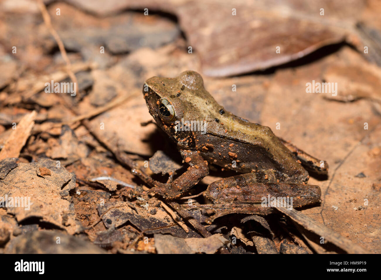 Beautifull endemic frog brown Mantella (Mantidactylus melanopleura ...