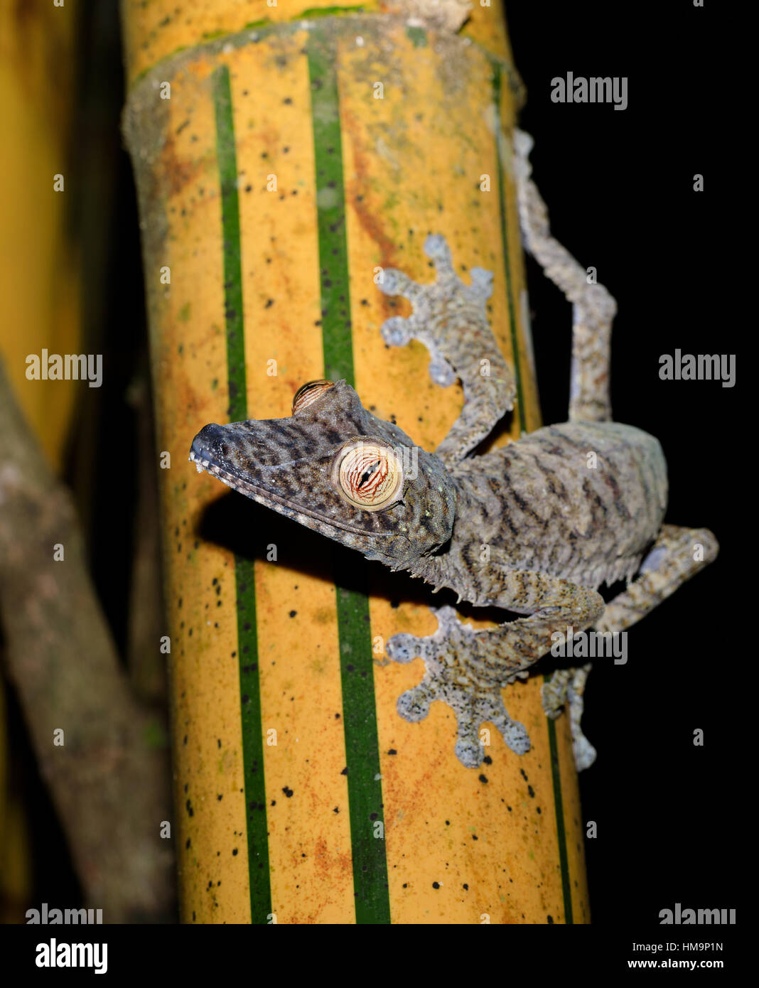 Giant leaf-tailed gecko, Uroplatus fimbriatus, Nosy Mangabe island ...