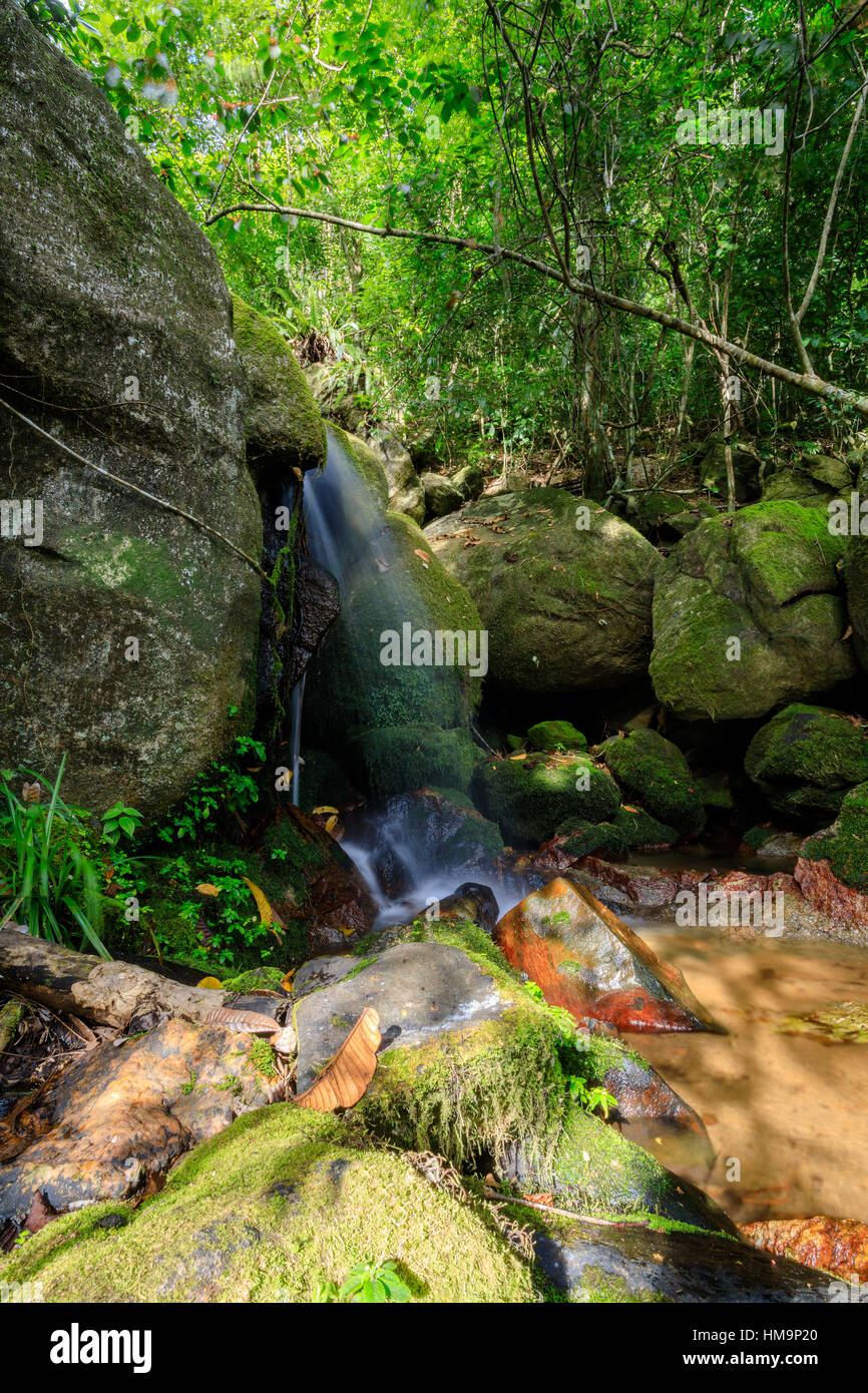 waterfall in rainforest on Nosy Mangabe island with rich biodiversity ...