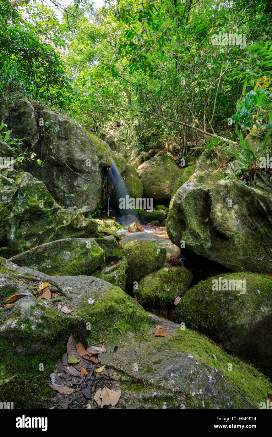 waterfall in rainforest on Nosy Mangabe island with rich biodiversity ...