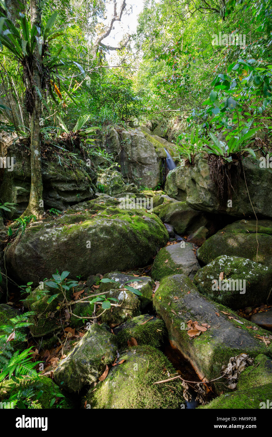 waterfall in rainforest on Nosy Mangabe island with rich biodiversity ...