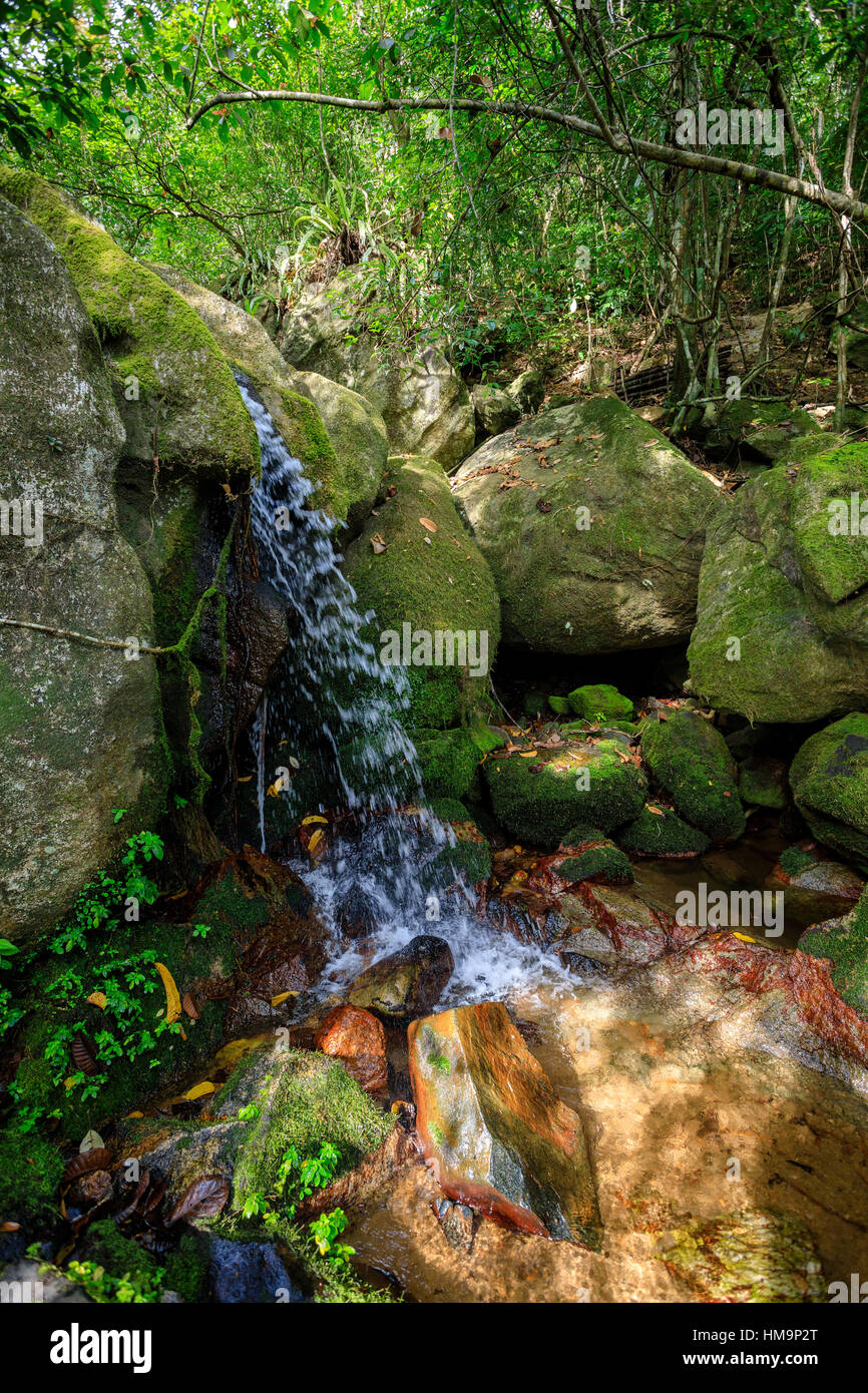 waterfall in rainforest on Nosy Mangabe island with rich biodiversity ...