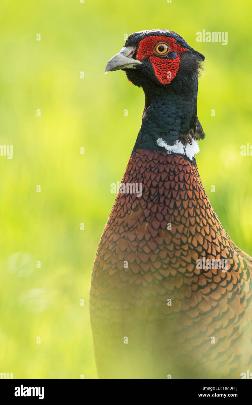 Pheasant (Phasianus colchicus), Portrait, Achau, Lower Austria, Austria ...