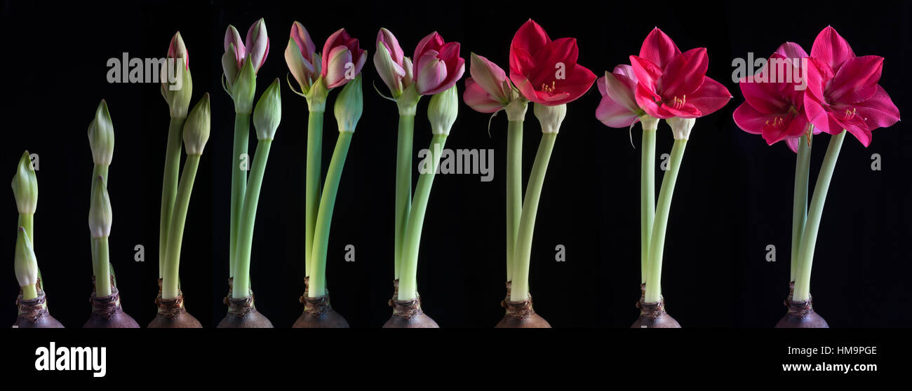 Growth stages of a Amaryllis (Amaryllis) against a black background ... Growth stages of a Amaryllis (Amaryllis) against a black background ...