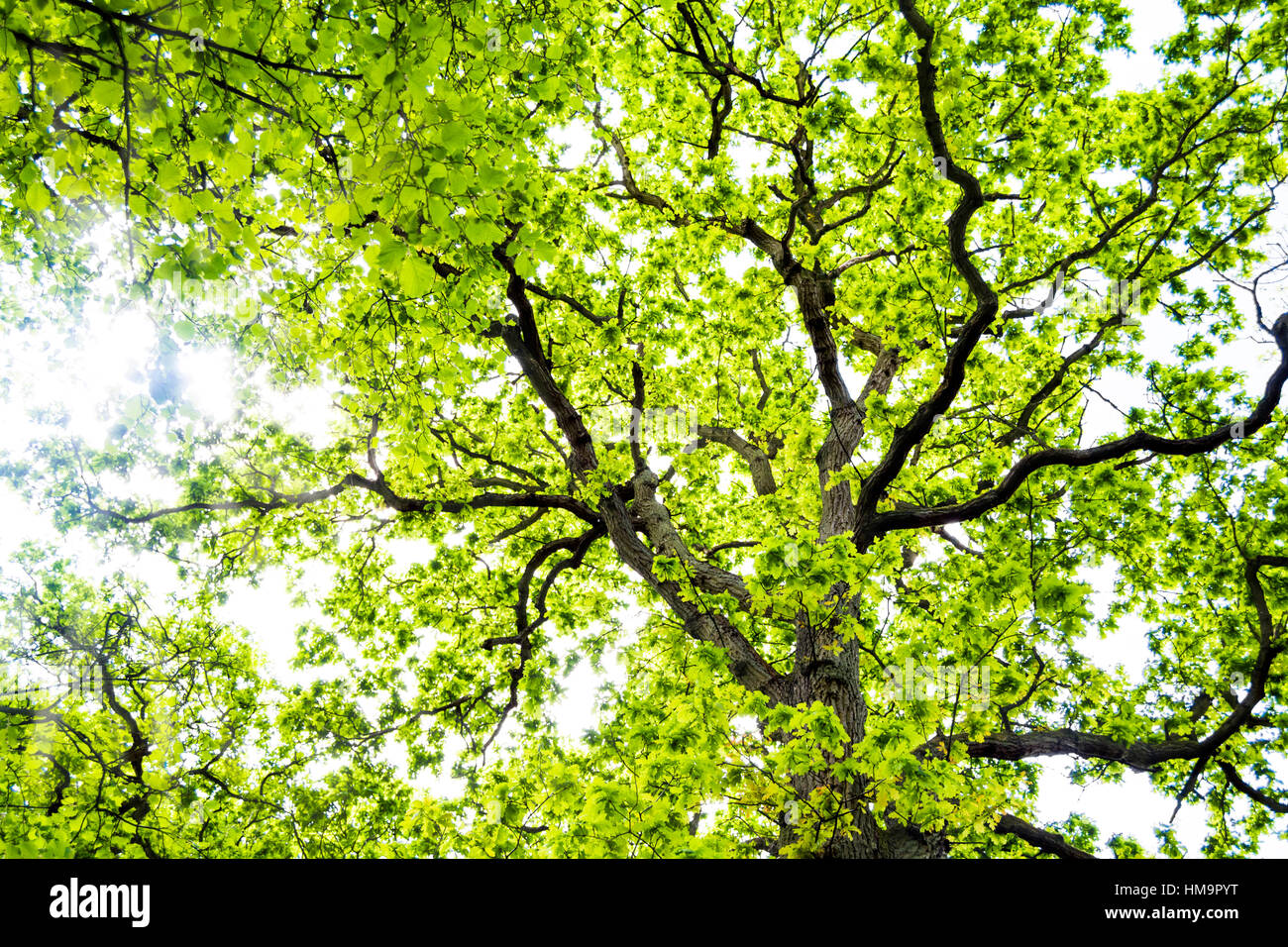 Tree with new leaves hi-res stock photography and images - Alamy