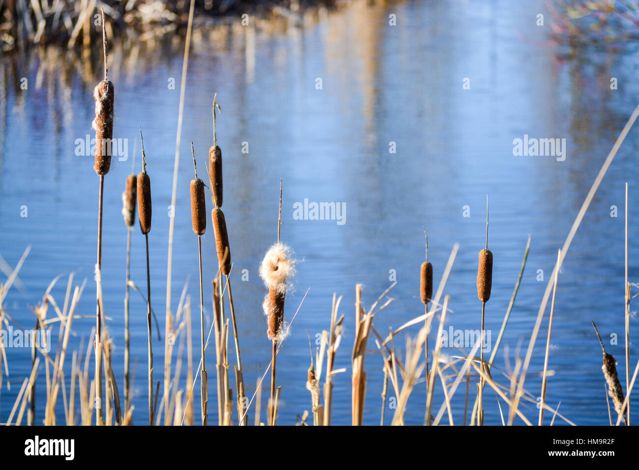 Dried Cattails on lakeside Stock Photo - Alamy