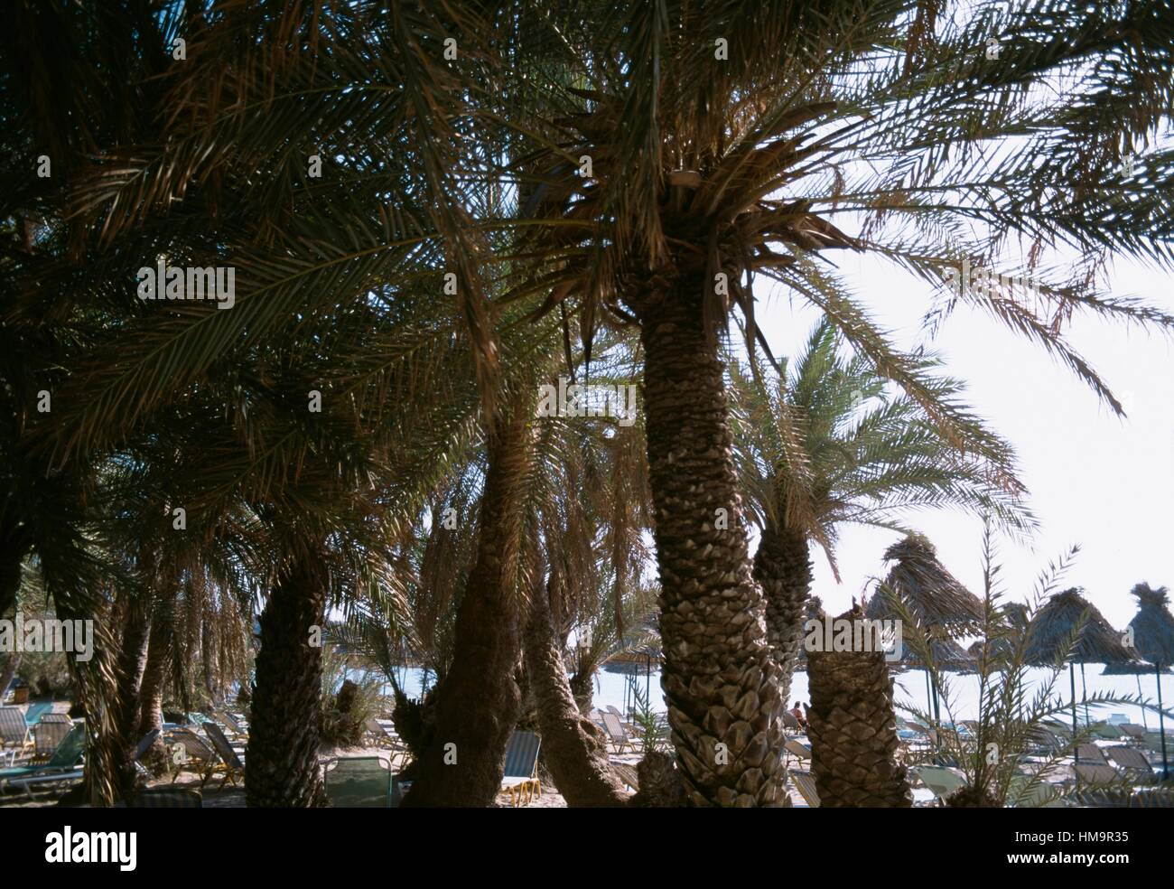 Palm trees, Vai beach, Crete, Greece Stock Photo - Alamy